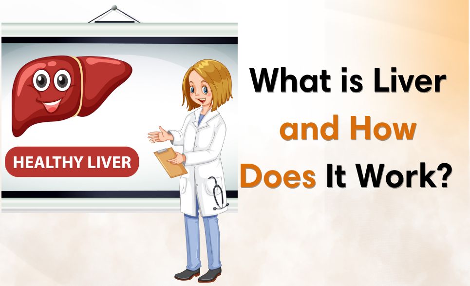 What Is the Liver? Functions & Importance Explained