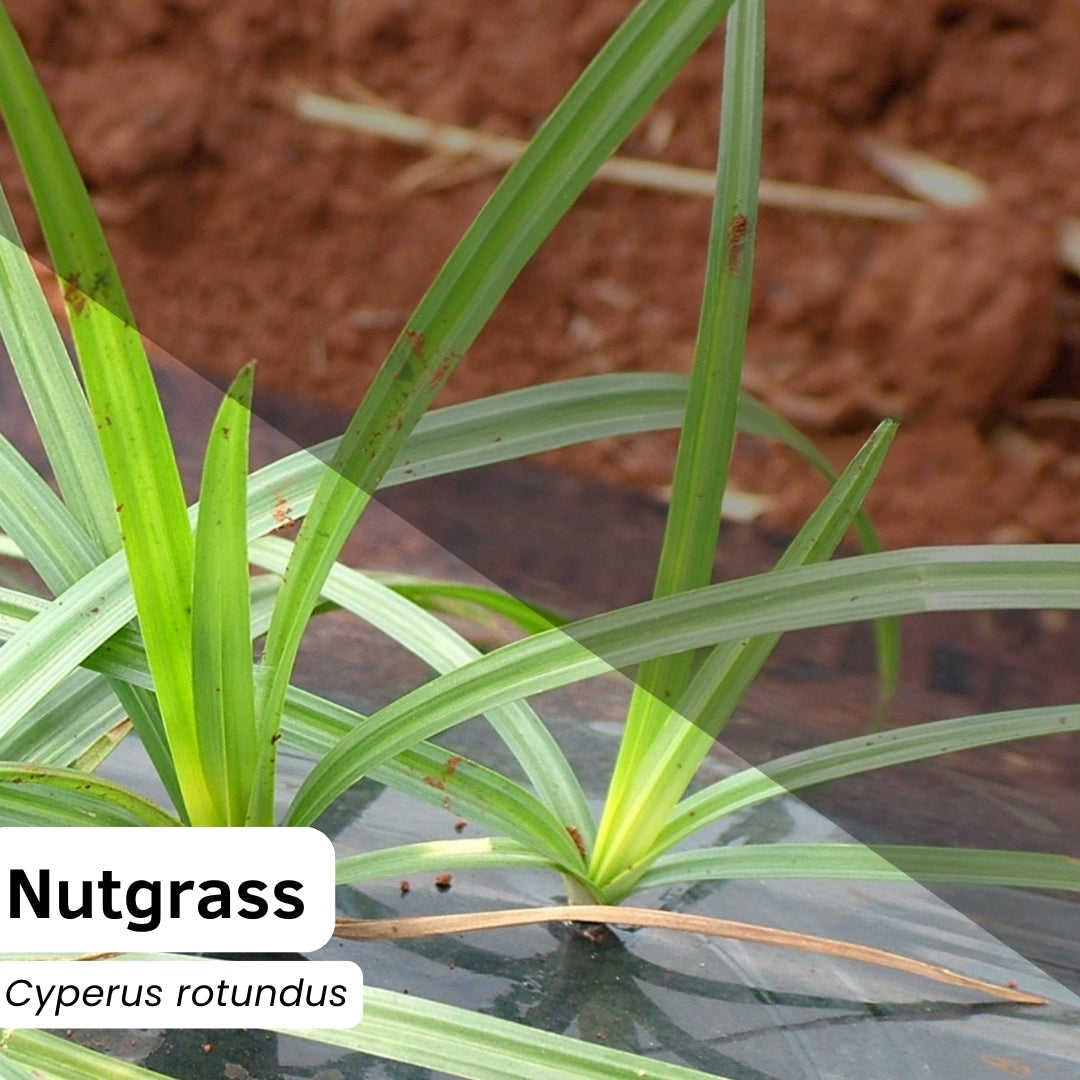 Nutgrass (Cyperus rotundus) Impacts Australia, England, and New Zealand